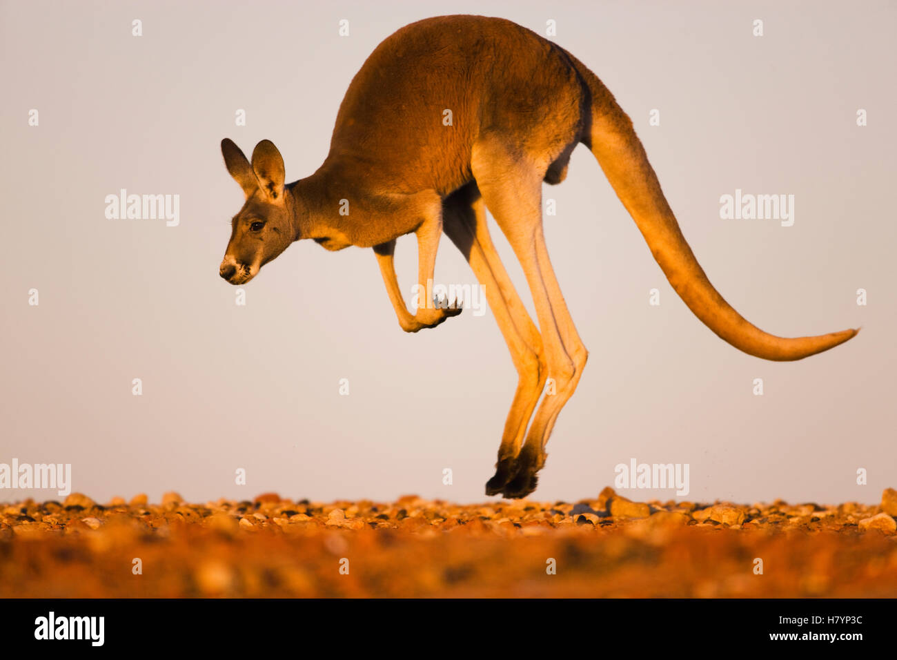Red Kangaroo (Macropus rufus) male jumping, Sturt National Park, New ...
