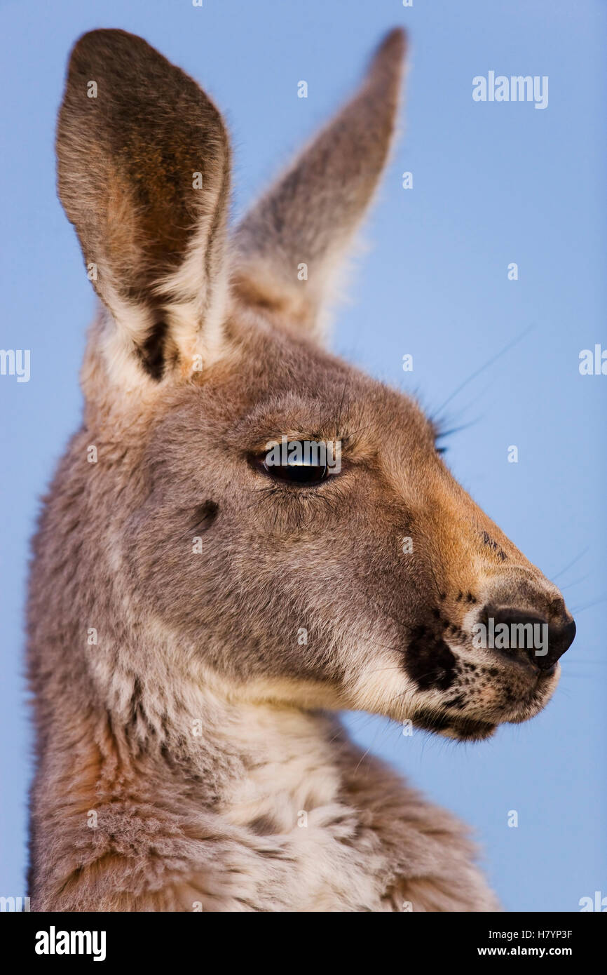 Red Kangaroo (Macropus rufus) female, Sturt National Park, New South ...