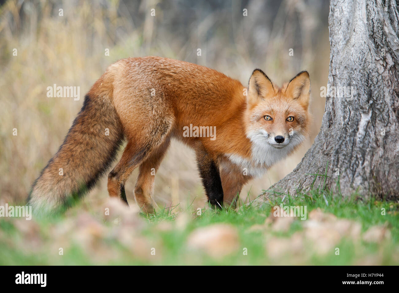 Red Fox (Vulpes vulpes), Katmai National Park, Alaska Stock Photo - Alamy
