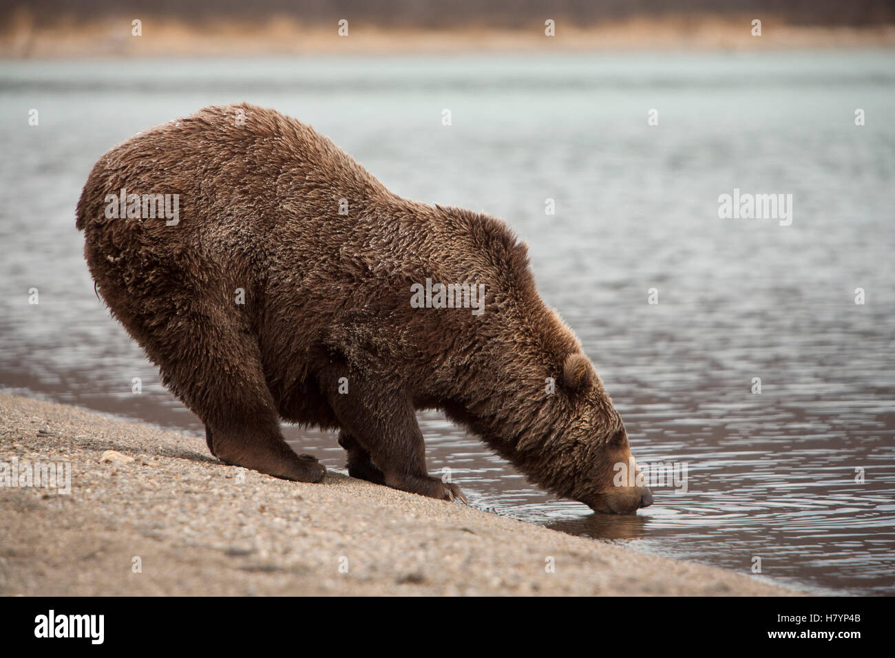 Grizzly Bear (Ursus arctos horribilis) drinking, Katmai National Park ...