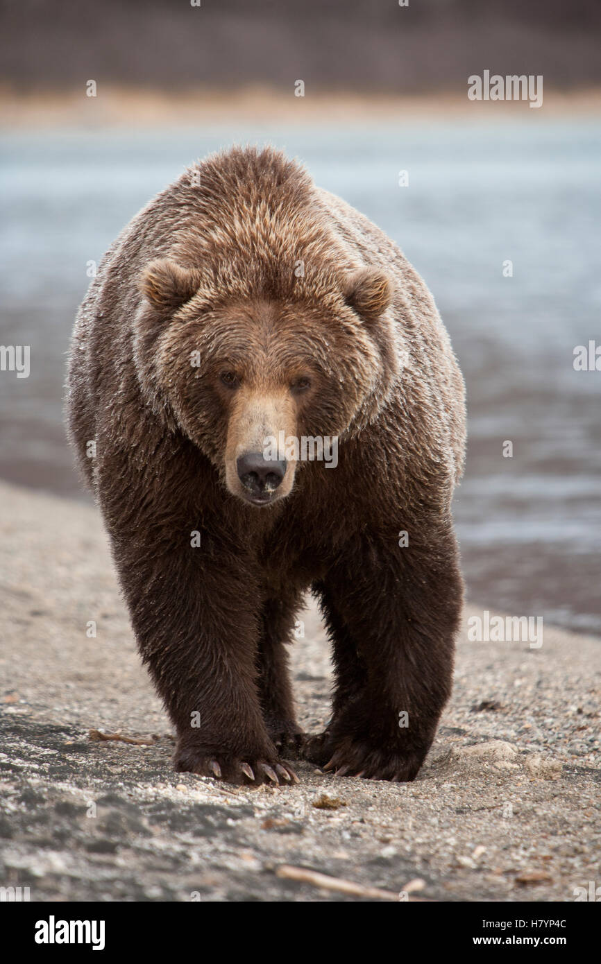 Grizzly Bear (Ursus arctos horribilis), Katmai National Park, Alaska Stock Photo - Alamy