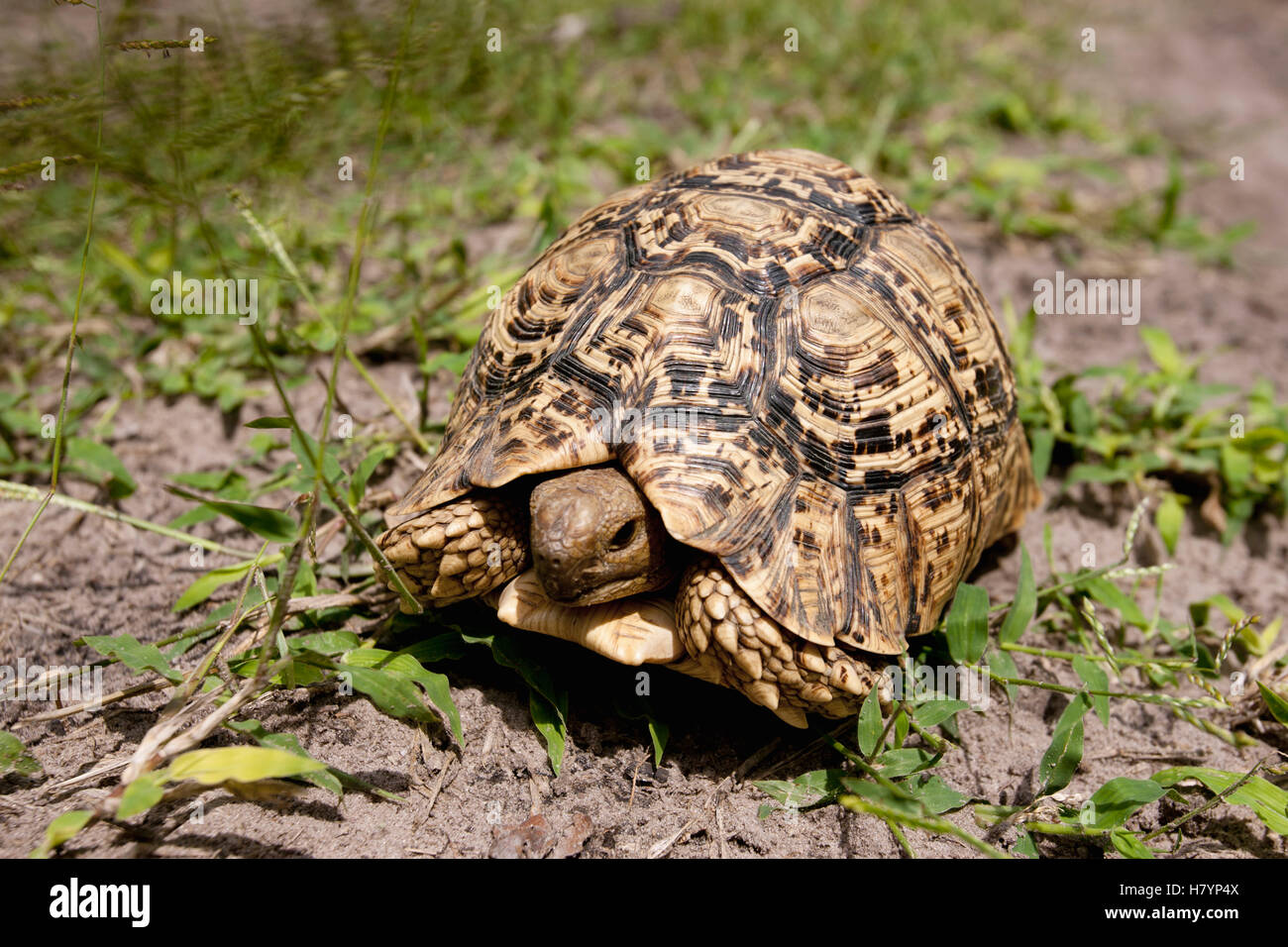 Leopard Tortoise (Geochelone pardalis), Linyanti River, Botswana Stock ...