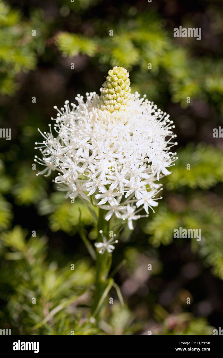 Bear Grass (Xerophyllum tenax) flowering, Glacier National Park ...