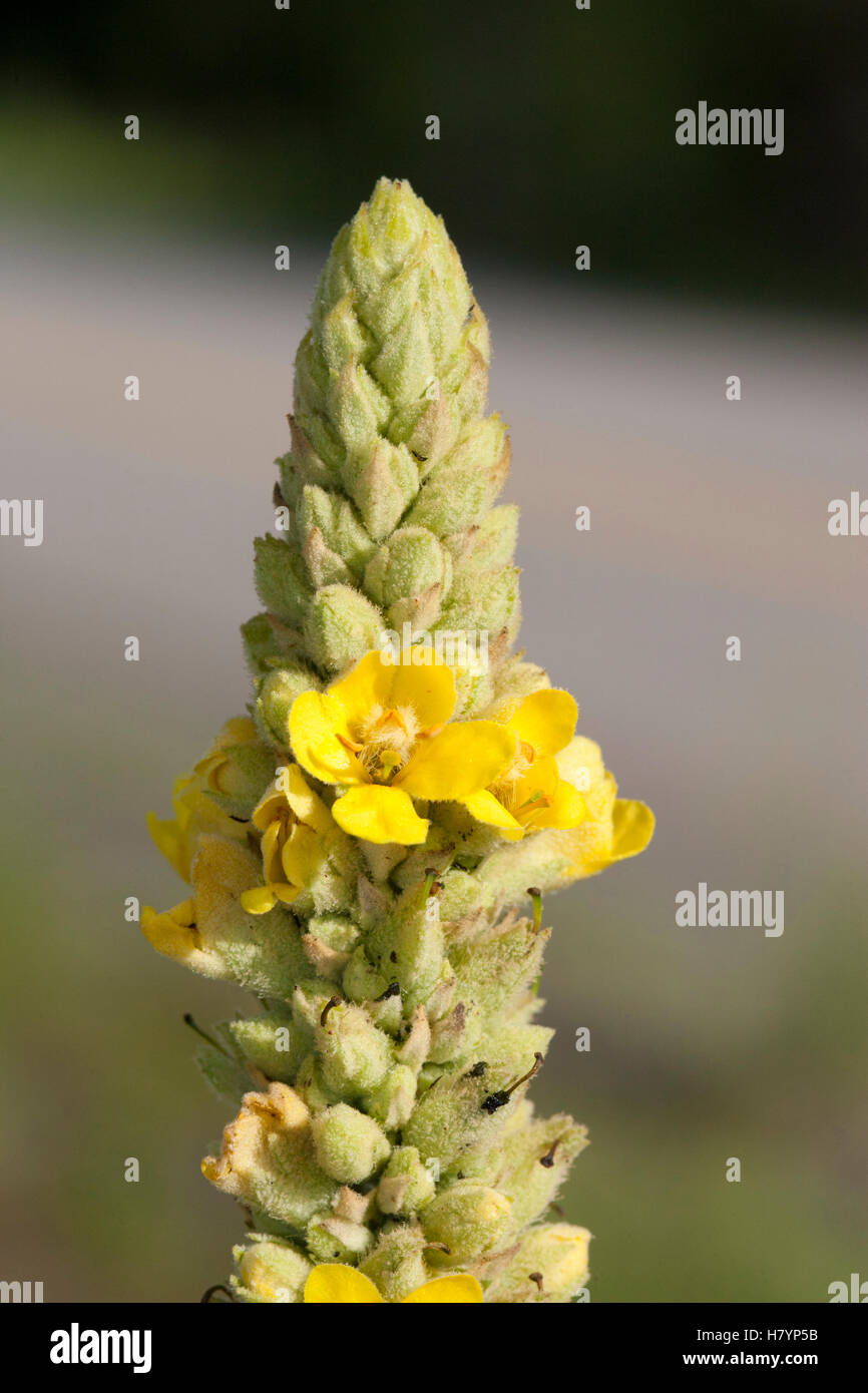 Great Mullein (Verbascum thapsus) flowering, Creighton Valley, British ...