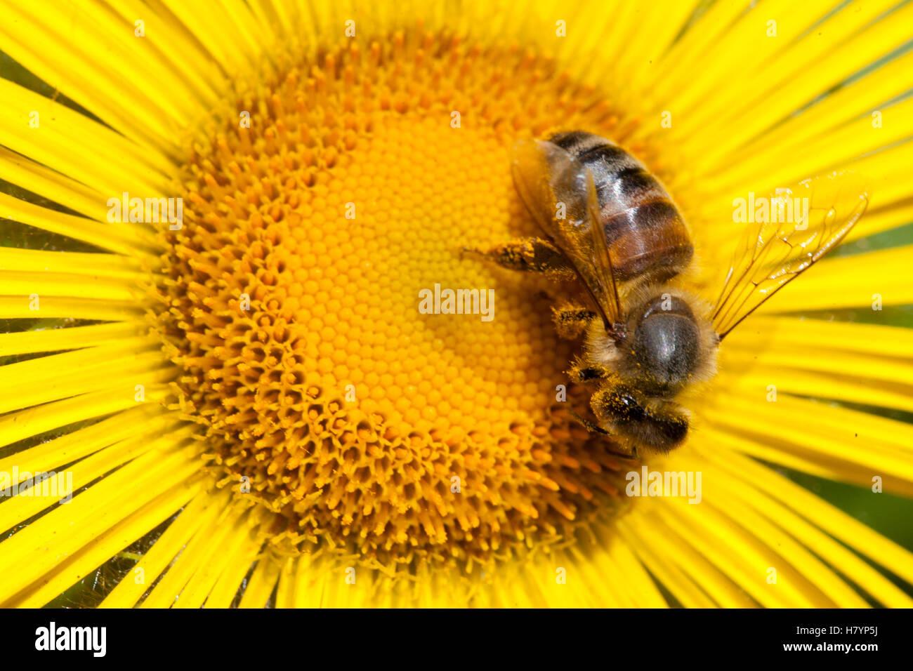 Bee (Apidae) on Alpine Sunflower (Rydbergia grandiflora), British ...