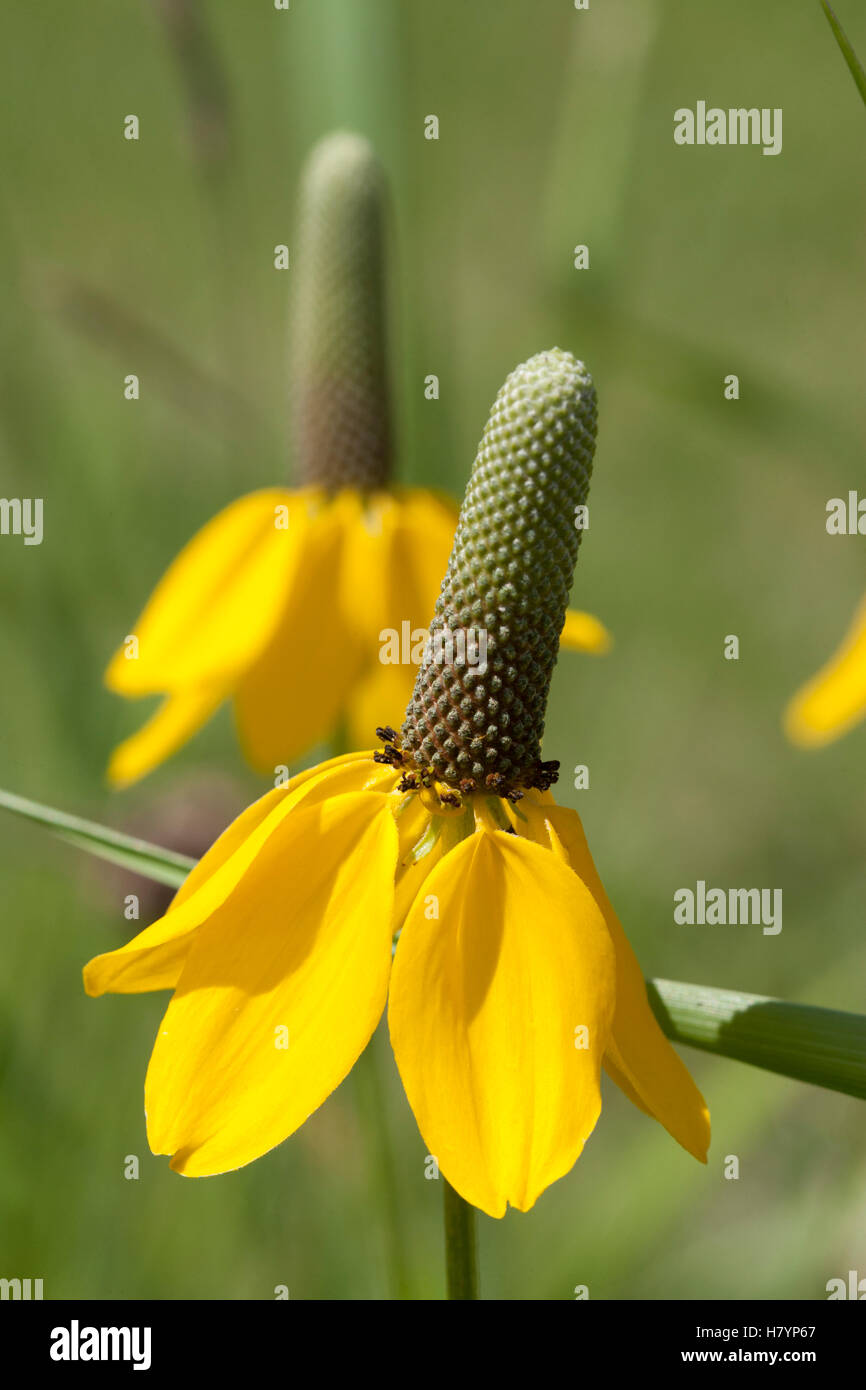 Mexican Hat (Ratibida columnifera) flowers, Spruce Woods Provincial ...