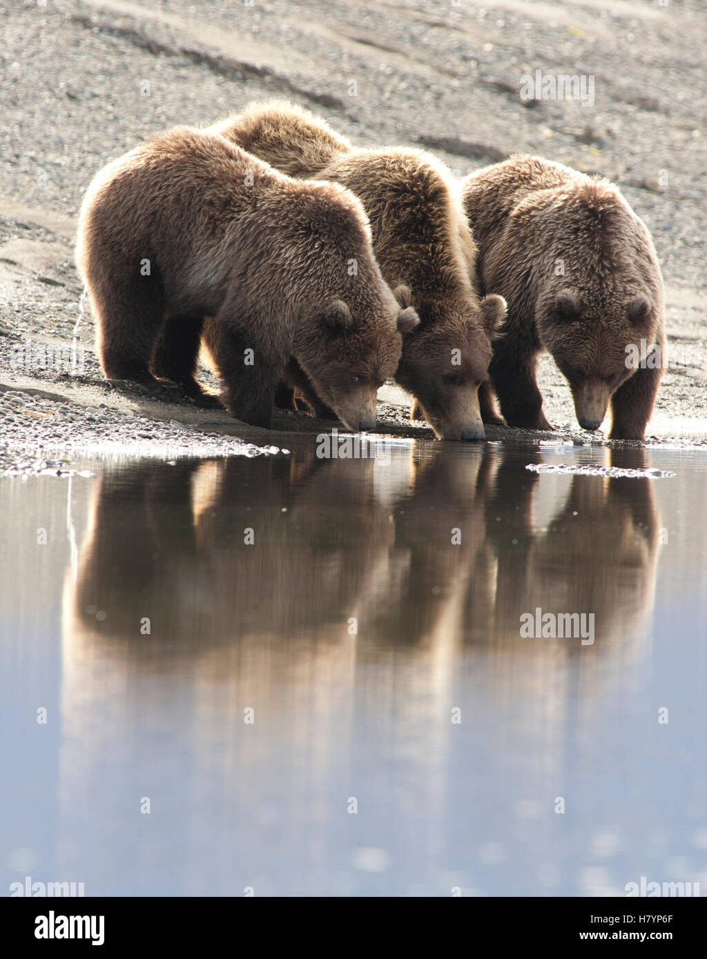 Grizzly Bear (Ursus arctos horribilis) mother and yearling cubs ...