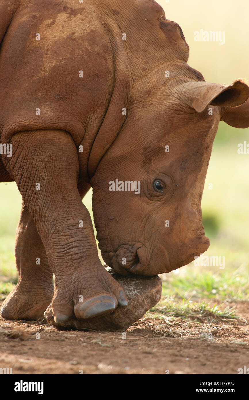 White Rhinoceros (Ceratotherium simum) calf playing with a rock, Rhino ...
