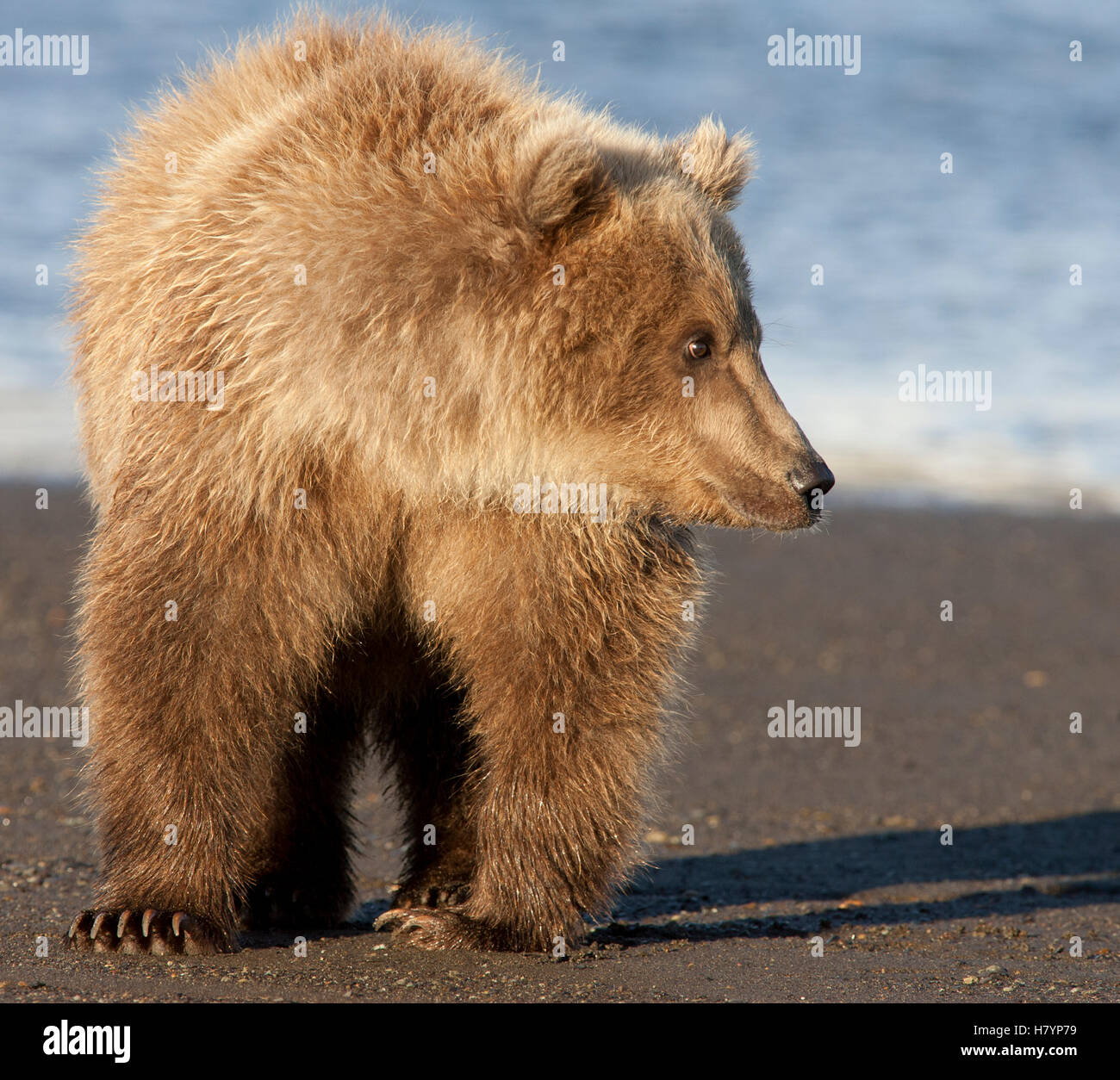 Grizzly Bear (Ursus arctos horribilis) yearling, Katmai National Park ...