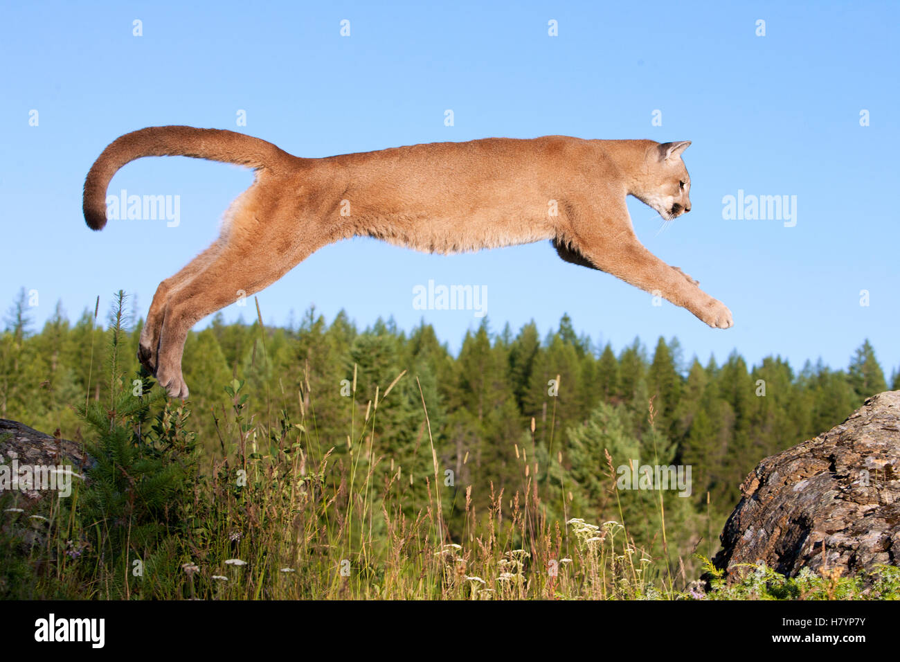 Jumping lion hi-res stock photography and images - Alamy