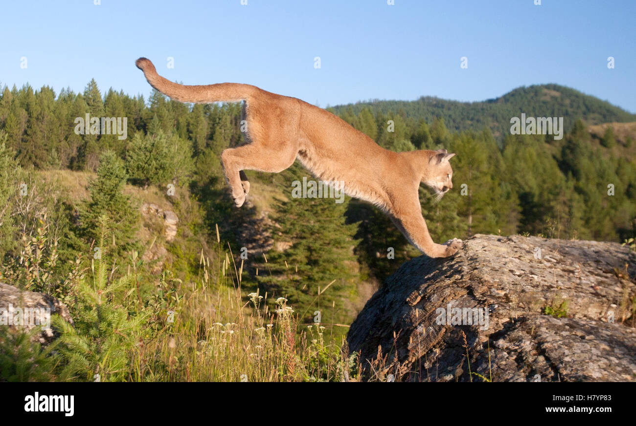 Mountain Lion (Puma concolor) jumping, Montana. Sequence 2 of 2 Stock ...