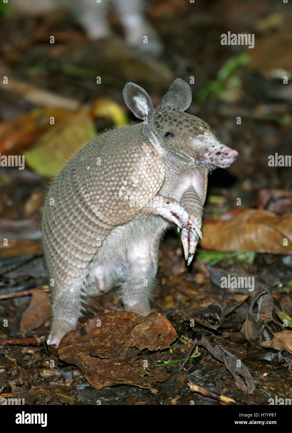 Nine-banded Armadillo (Dasypus novemcinctus) in rainforest, Costa Rica ...