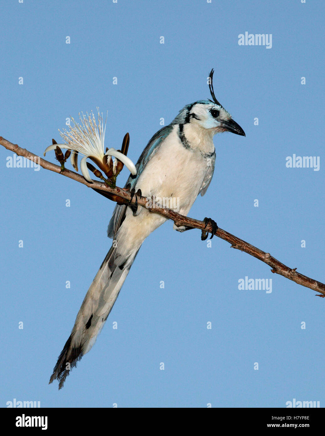White-throated Magpie-Jay (Calocitta formosa) in dry forest, Guanacaste ...