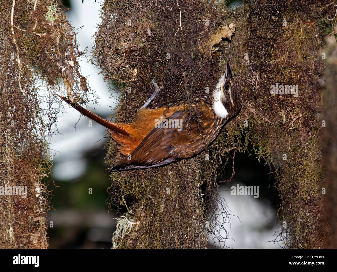 Streaked Tuftedcheek (Pseudocolaptes boissonneautii) tending to chick ...