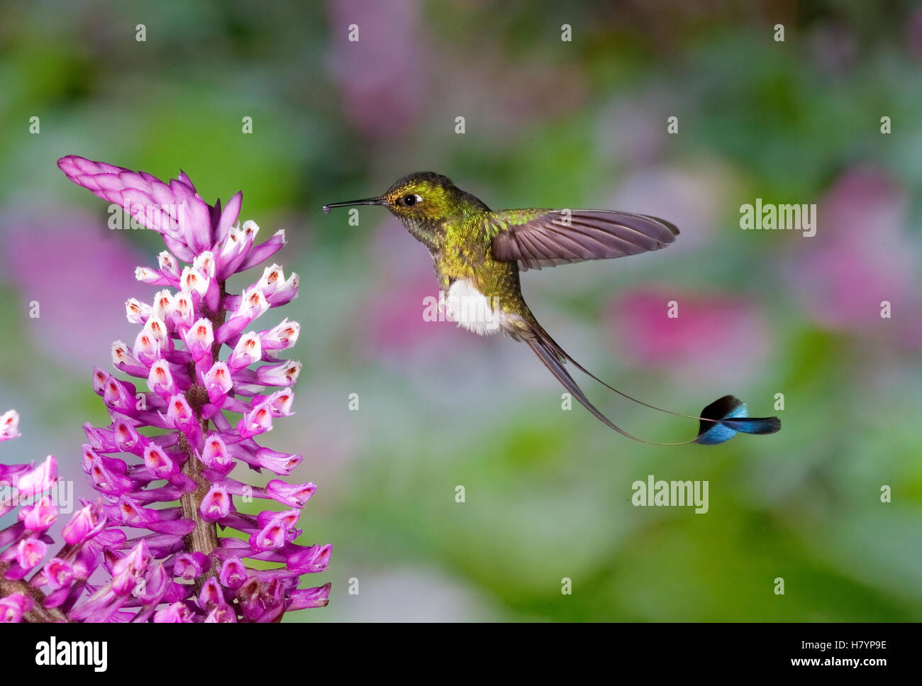 Booted Racket-tail (Ocreatus underwoodii) hummingbird male feeding on ...