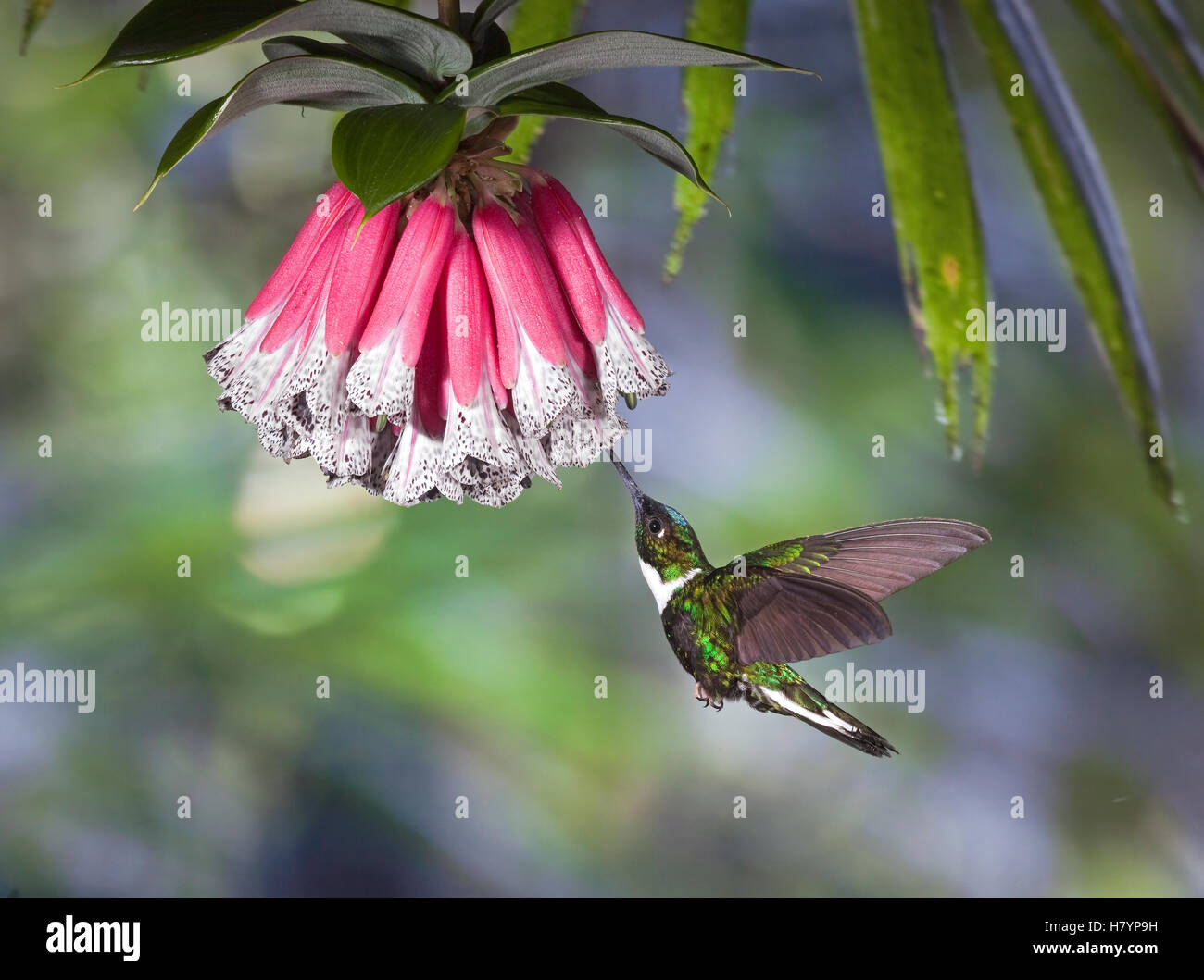 Collared Inca (Coeligena torquata) hummingbird male feeding on nectar ...