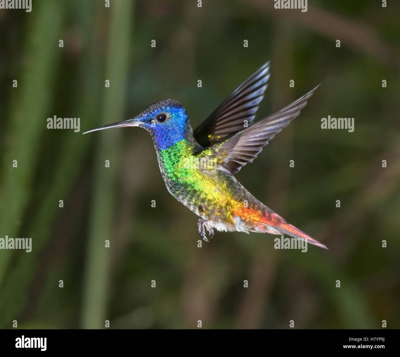 Golden-tailed Sapphire (Chrysuronia oenone) hummingbird male flying ...