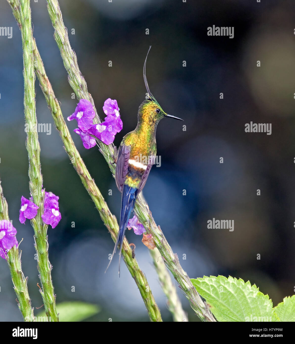 Wire-crested Thorntail (Discosura popelairii) hummingbird male, eastern ...