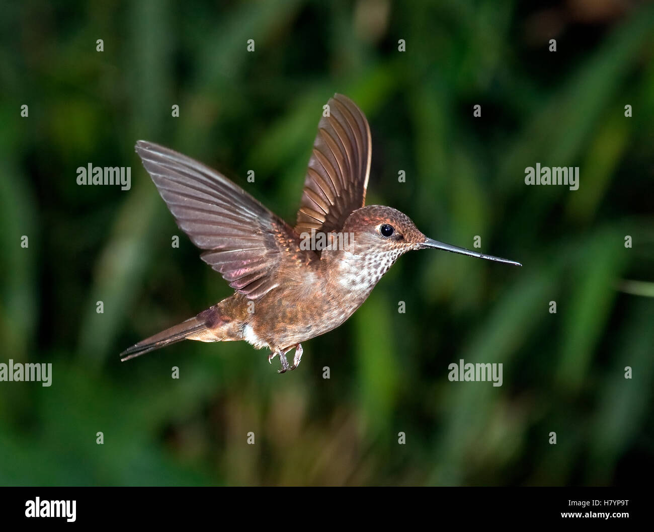 Bronzy Inca (Coeligena coeligena) hummingbird flying in cloud forest ...