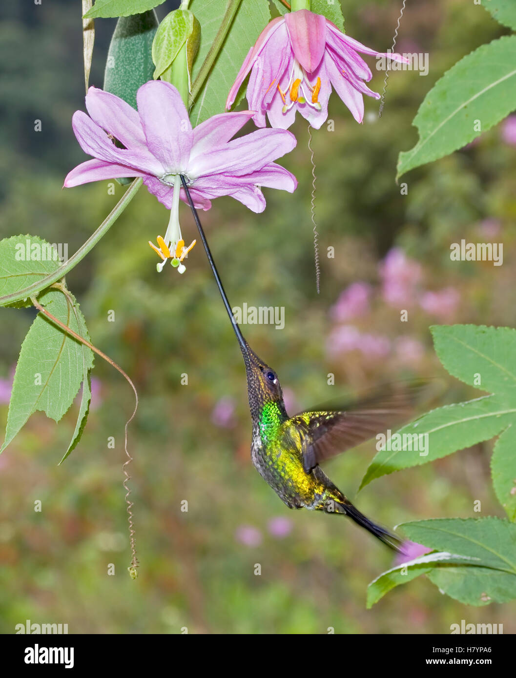 Sword-billed Hummingbird (Ensifera ensifera) male feeding on nectar of ...