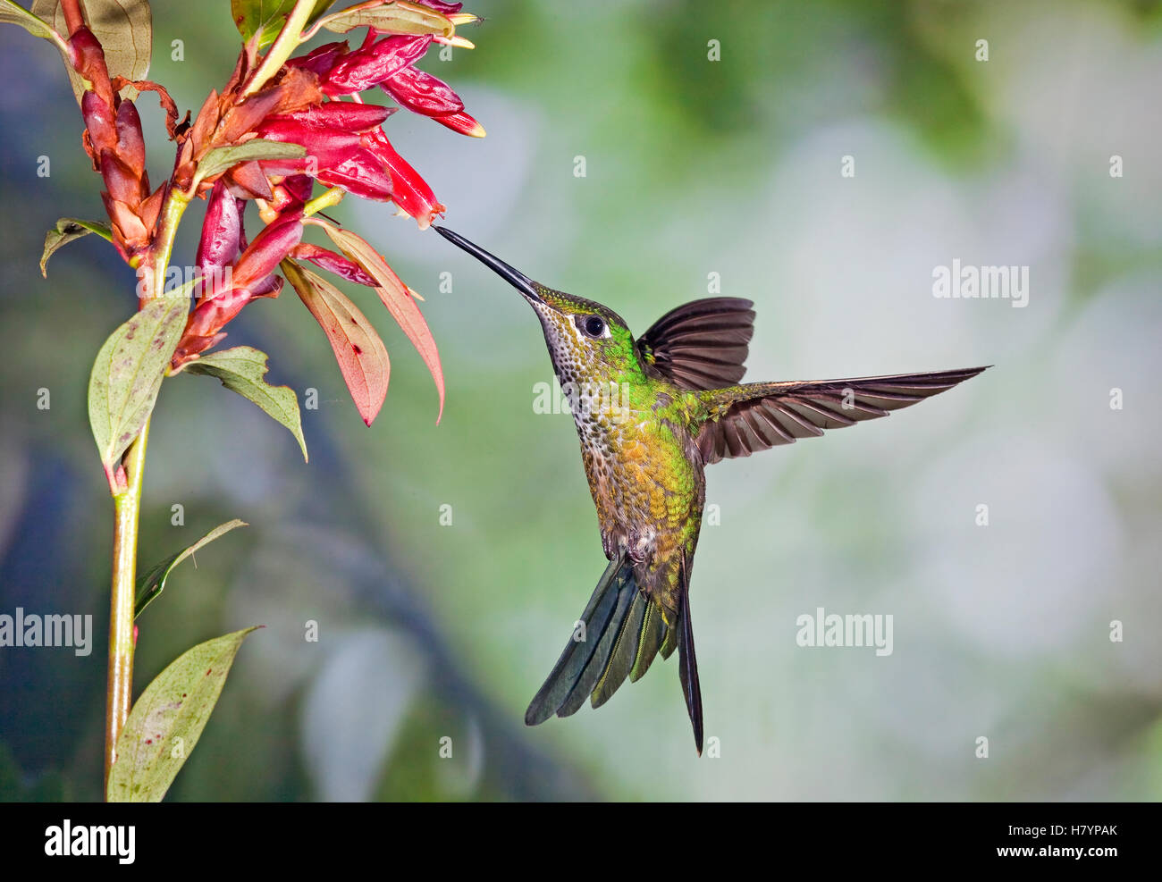 Empress Brilliant (Heliodoxa imperatrix) hummingbird female feeding on ...