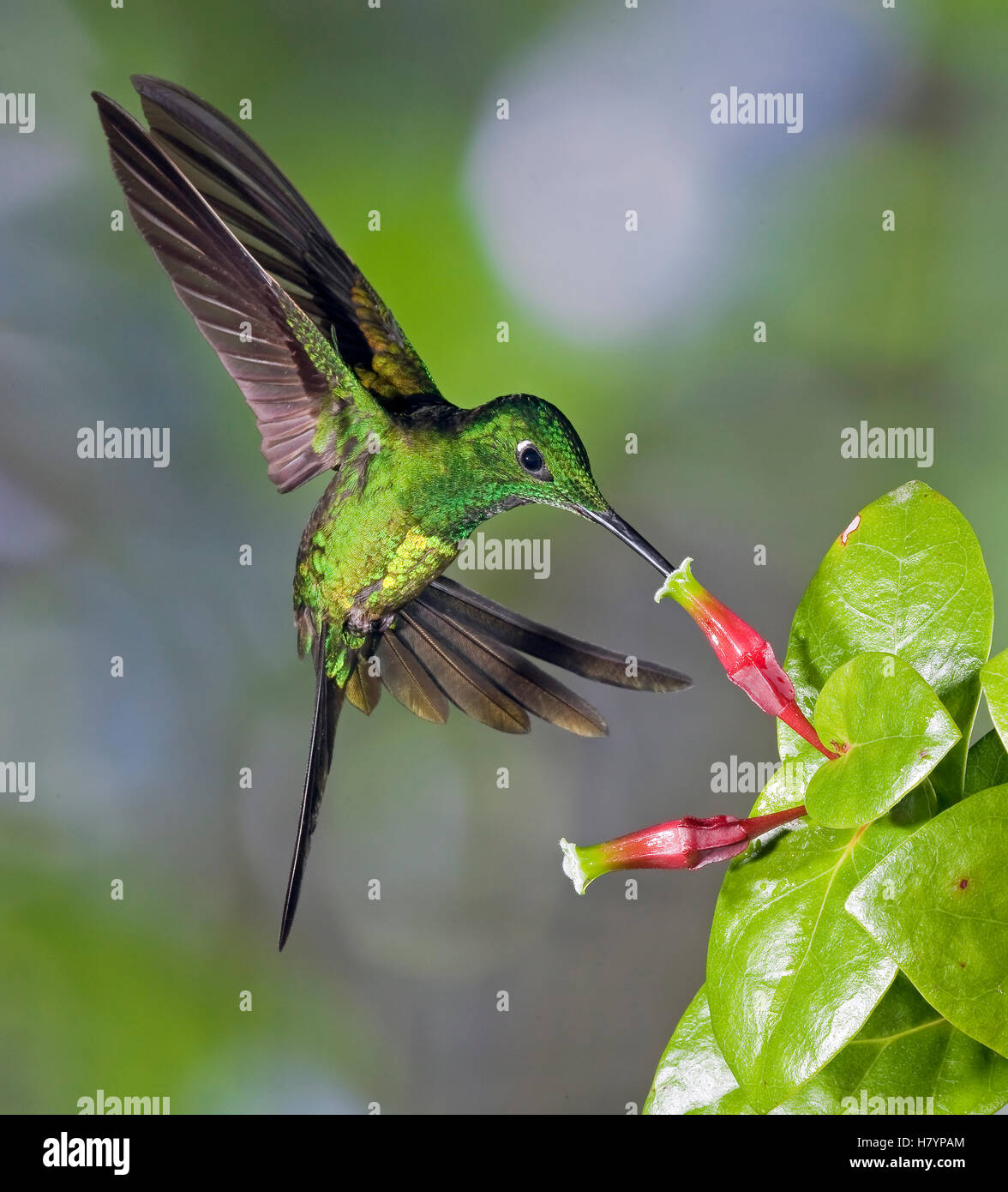 Empress Brilliant (Heliodoxa imperatrix) hummingbird male feeding on ...