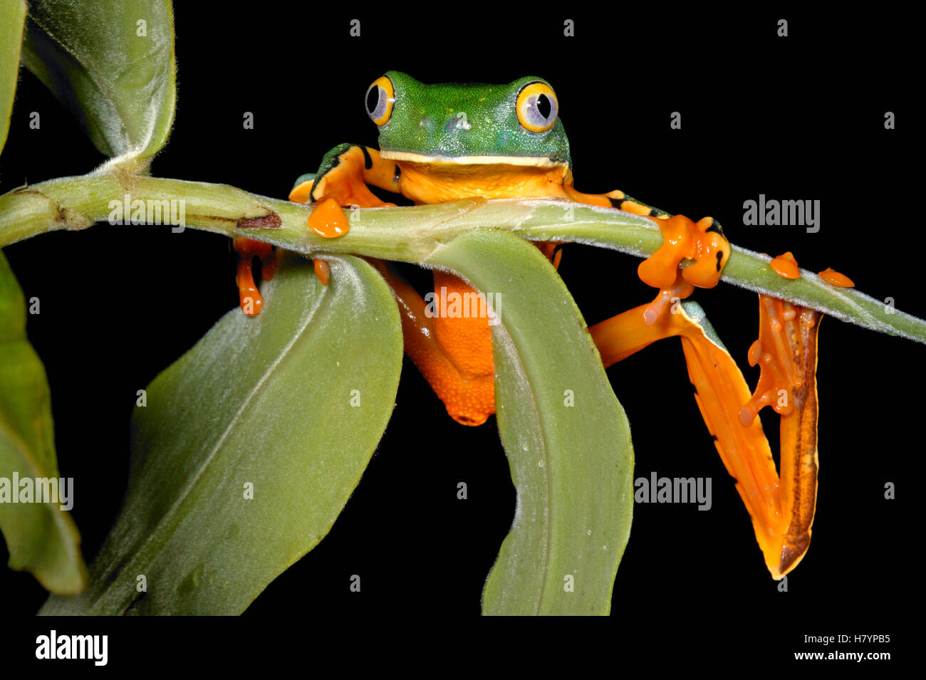 Splendid Leaf Frog (Agalychnis calcarifer), La Selva Biological ...