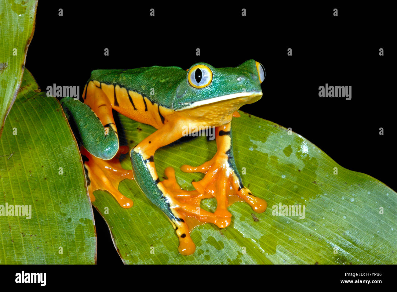 Splendid Leaf Frog (Agalychnis calcarifer), La Selva Biological ...