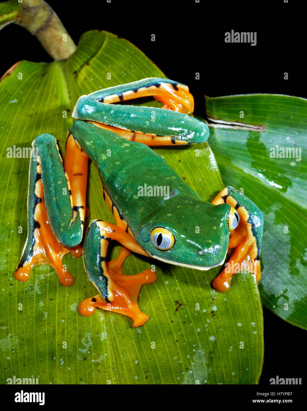 Splendid Leaf Frog (Agalychnis calcarifer), La Selva Biological ...