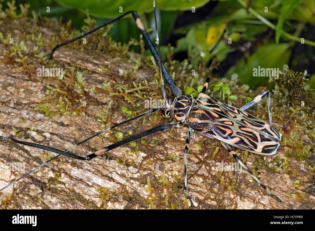Harlequin Beetle (Acrocinus longimanus) in rainforest, Costa Rica Stock ...