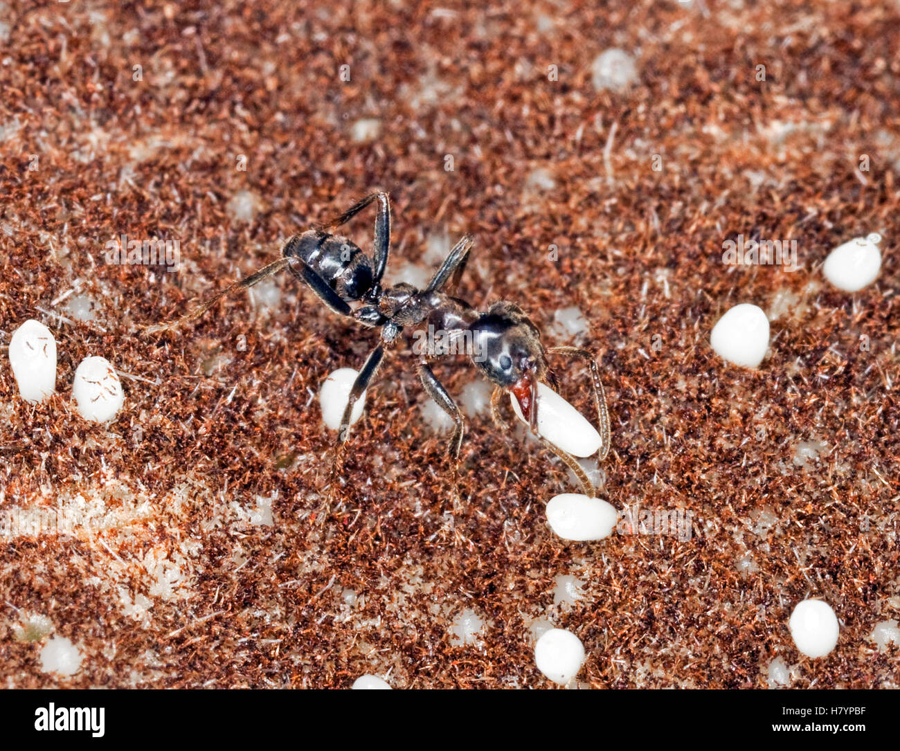 Ant (Azteca sp) collecting food from Cecropia (Cecropia sp) petiole, in ...