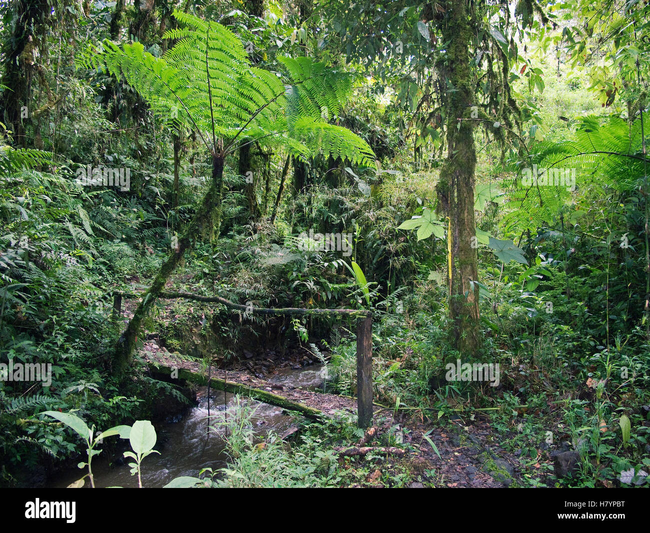 Trail in montane forest, Yanayacu Biological Station, eastern slope of ...