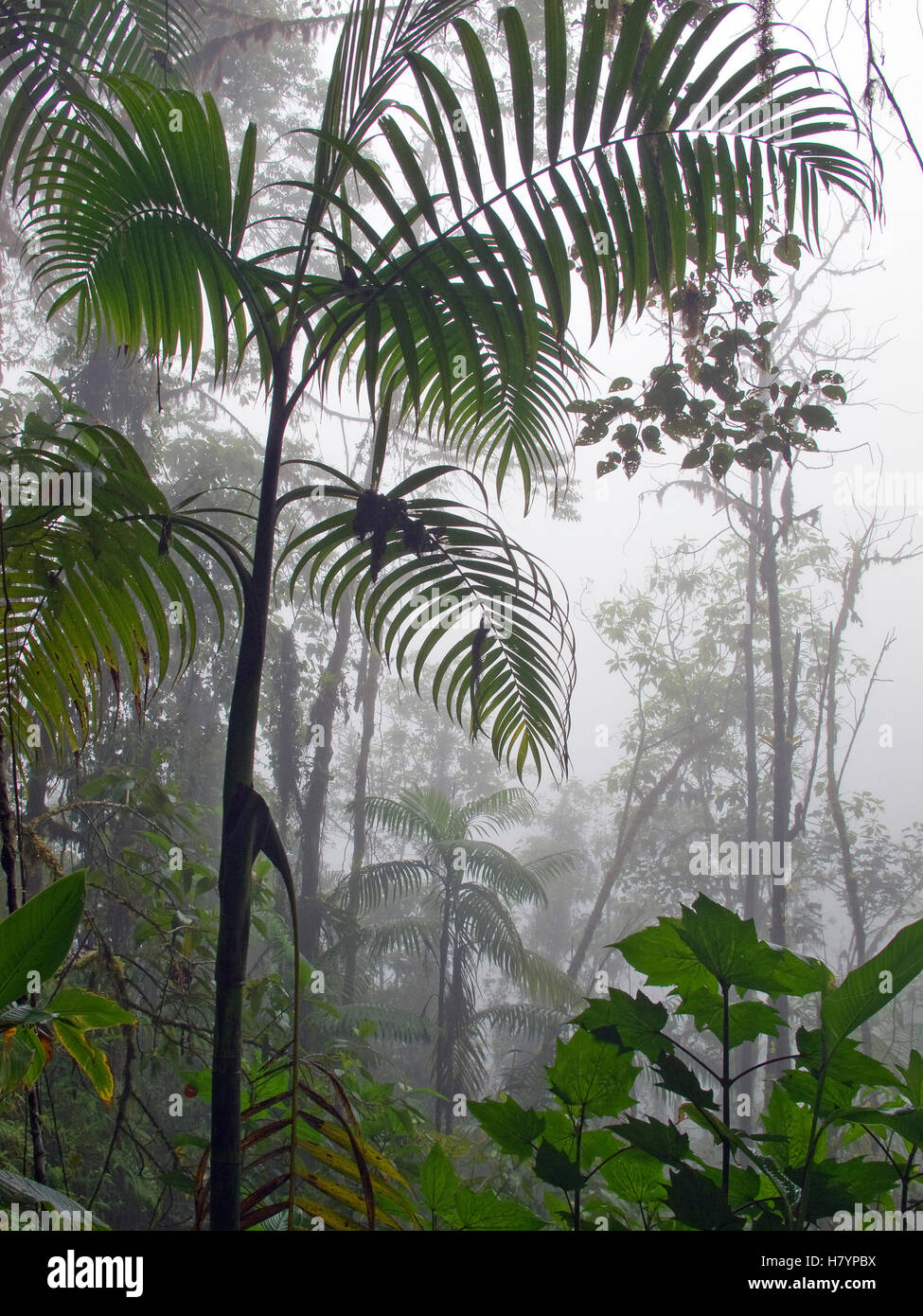 Cloud forest, Tandayapa Valley, western slope of Andes, Ecuador Stock ...