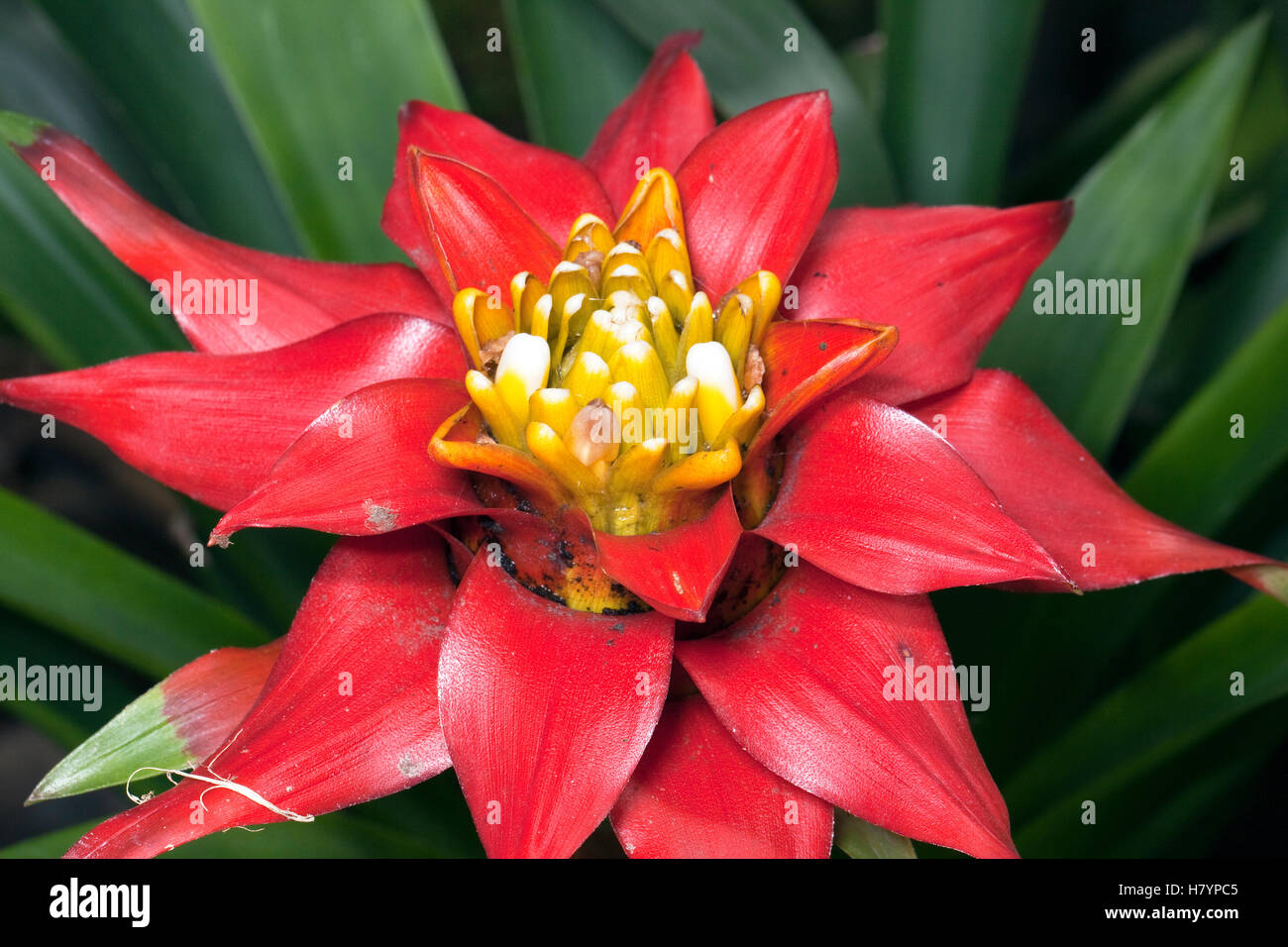 Epiphytic Bromeliad (Guzmania sp) flower in cloud forest, Ecuador Stock ...