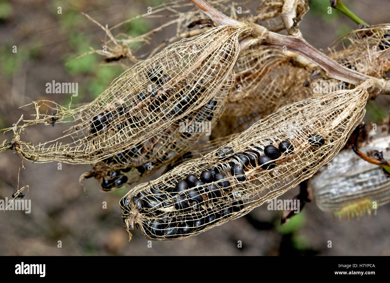 Canna (Canna sp) seed pods in cloud forest, Tandayapa Valley, western ...