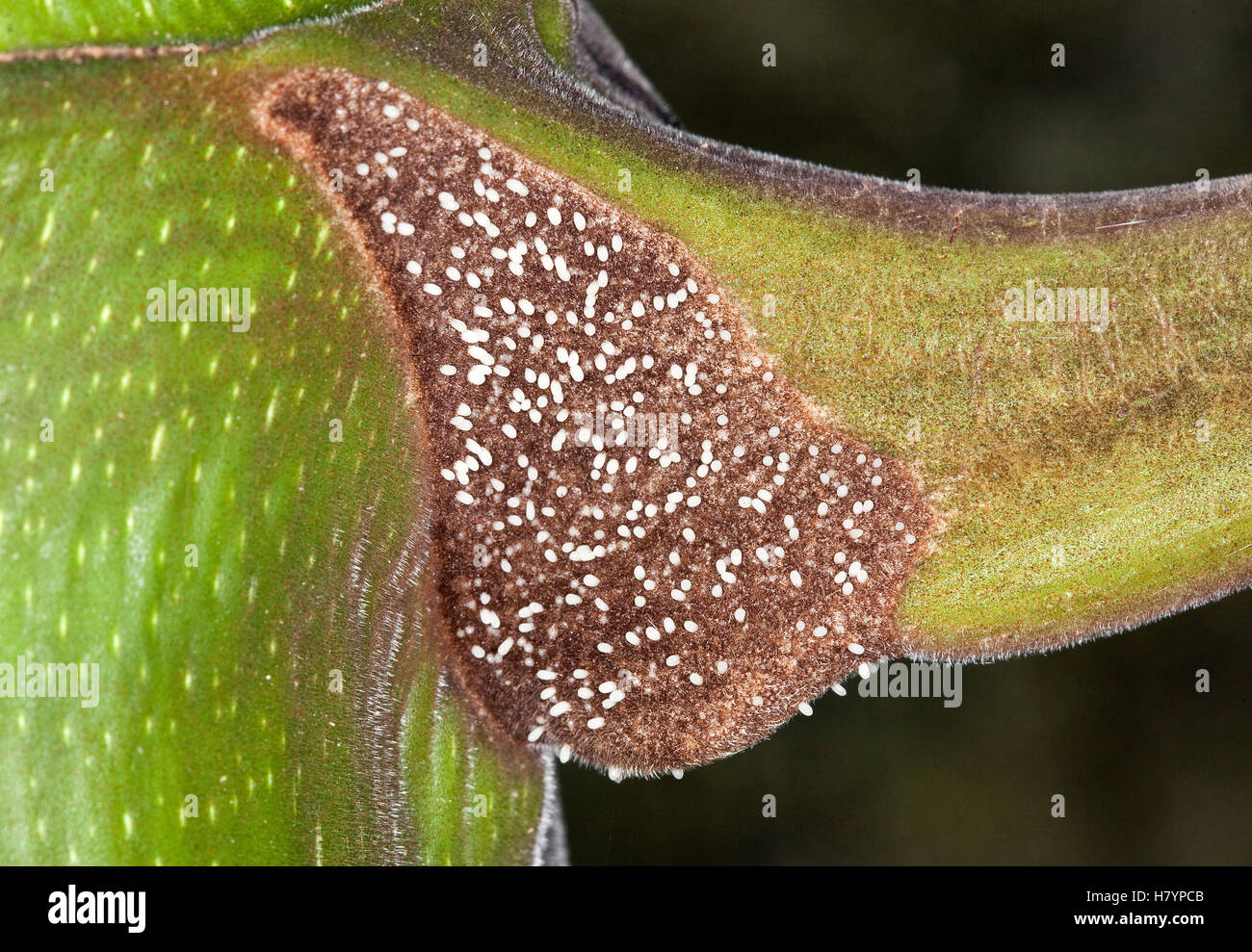 Cecropia (Cecropia sp) petiole with food for Ants (Azteca sp) which ...