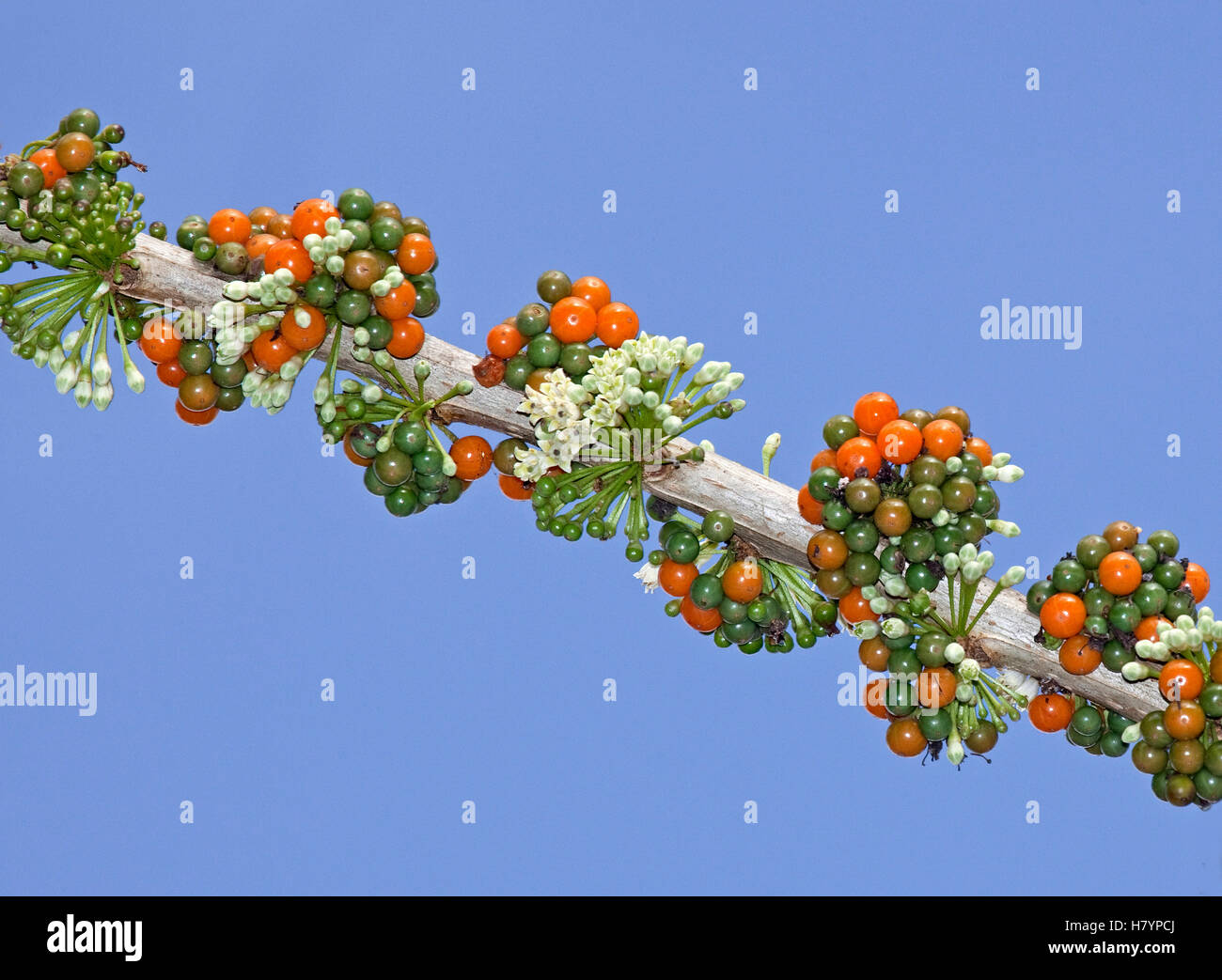 Hollowheart (Acnistus arborescens) flowers and berries in in cloud ...