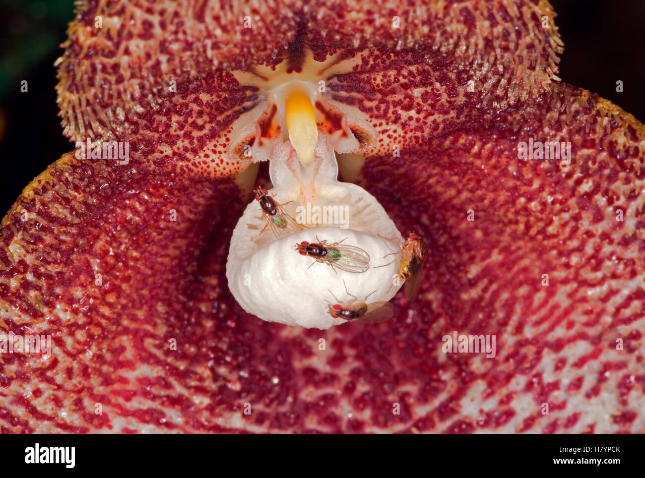 Orchid (Dracula wallisii) flower and Small Fruit Fly (Drosophilidae ...