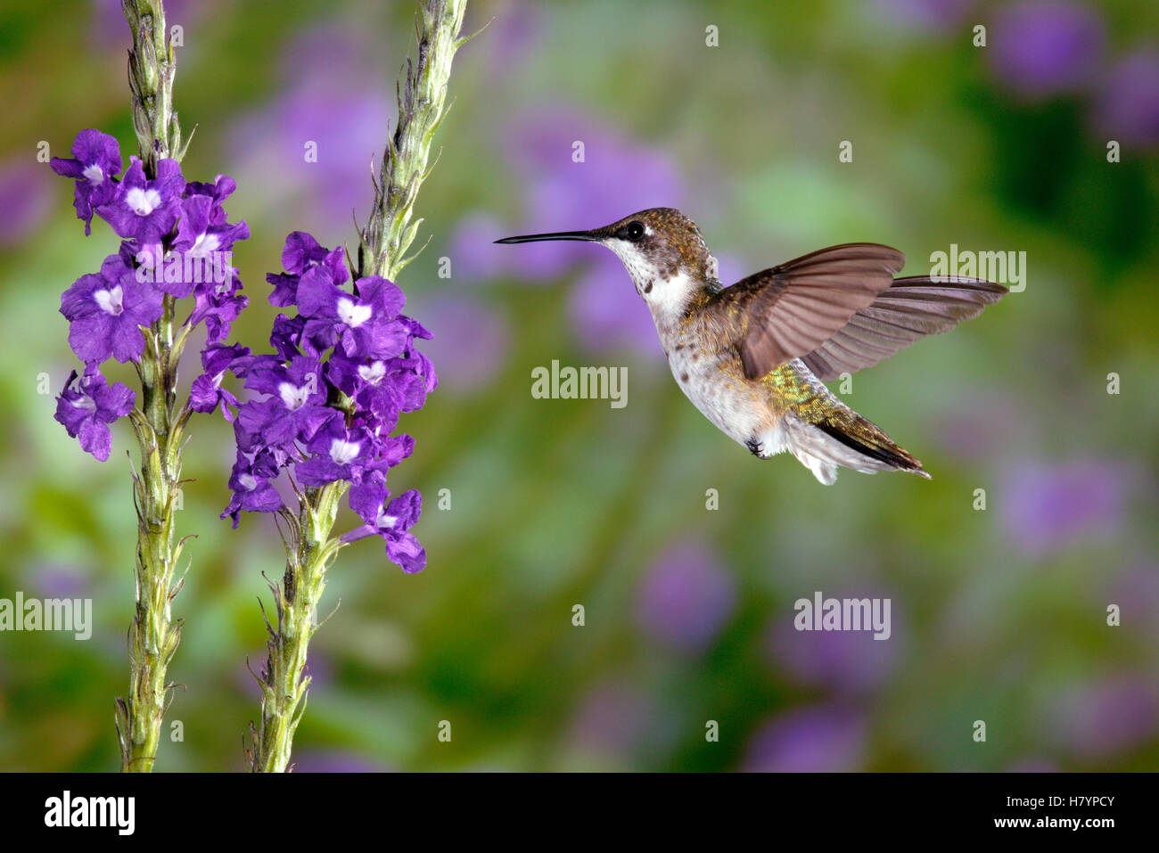 Ruby-throated Hummingbird (Archilochus colubris) immature male feeding ...
