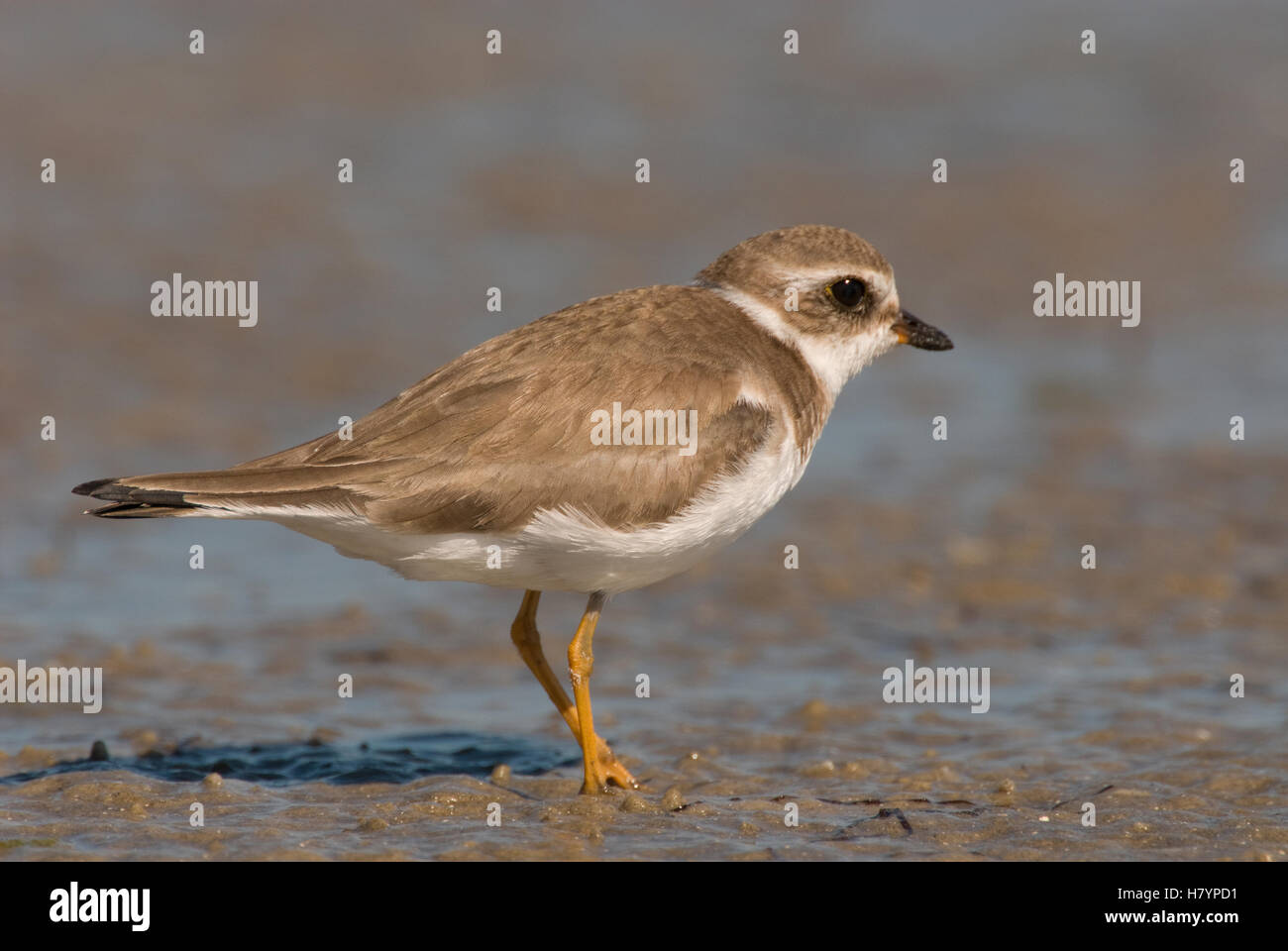 Piping Plover (Charadrius melodus), Fort Desoto Park, Florida Stock ...