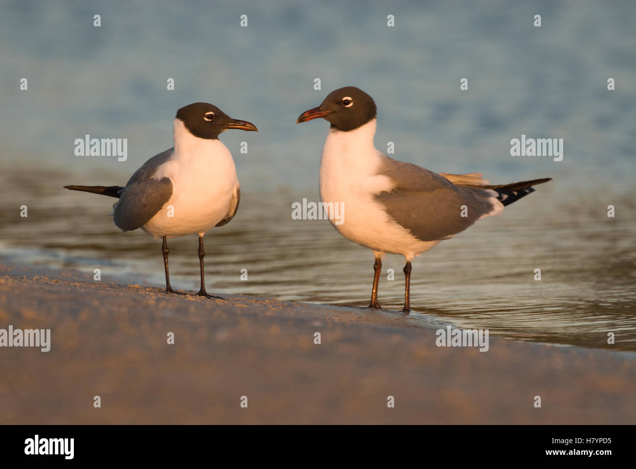 Laughing Gull (Leucophaeus atricilla) pair, Fort Desoto Park, Florida ...