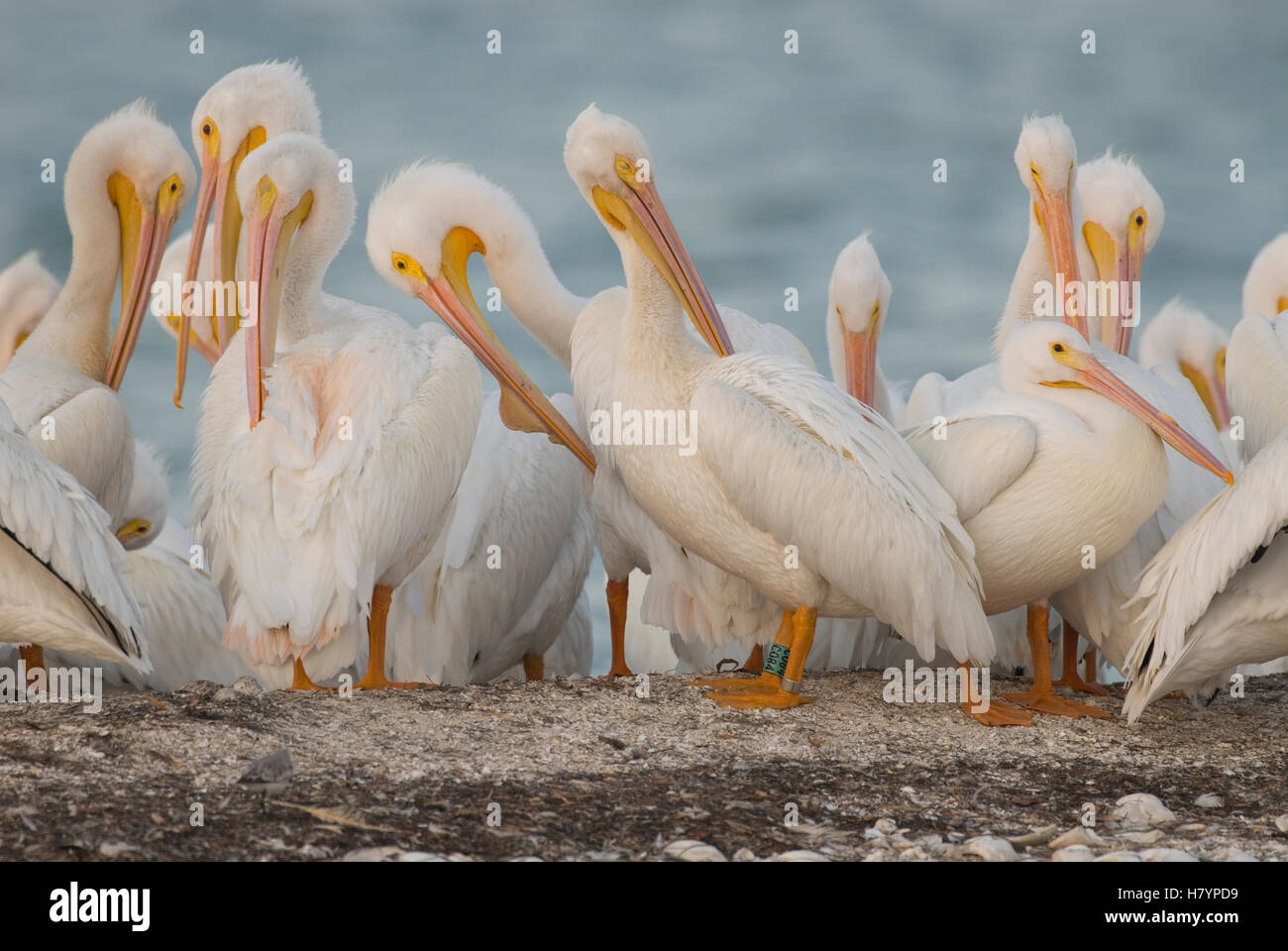 American White Pelican (Pelecanus erythrorhynchos) flock preening ...