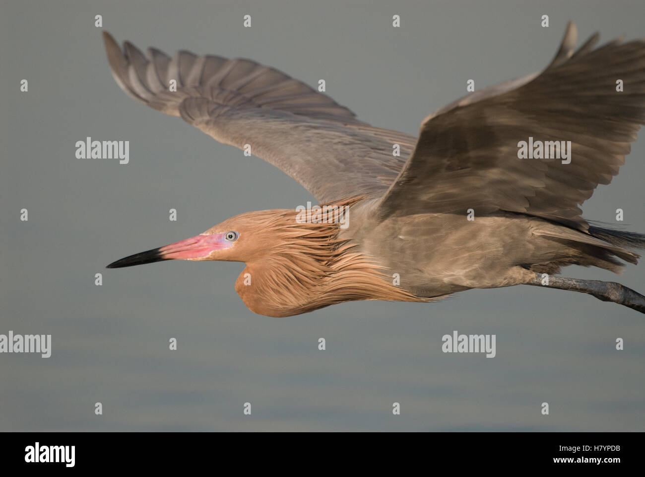Reddish Egret (Egretta rufescens) flying, Fort Desoto Park, Florida ...