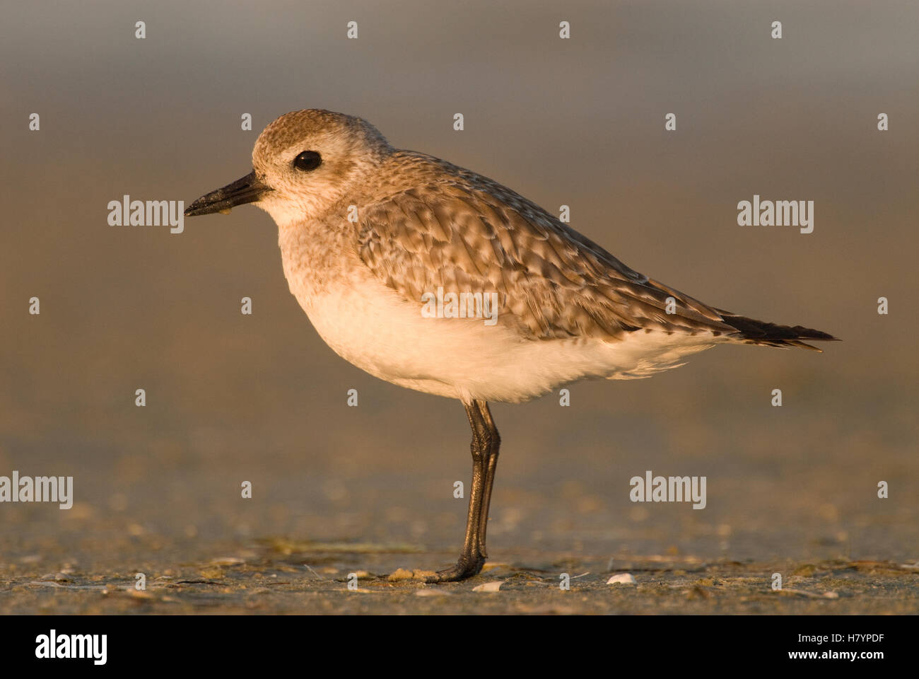 Black-bellied Plover (Pluvialis squatarola), Fort Desoto Park, Florida ...