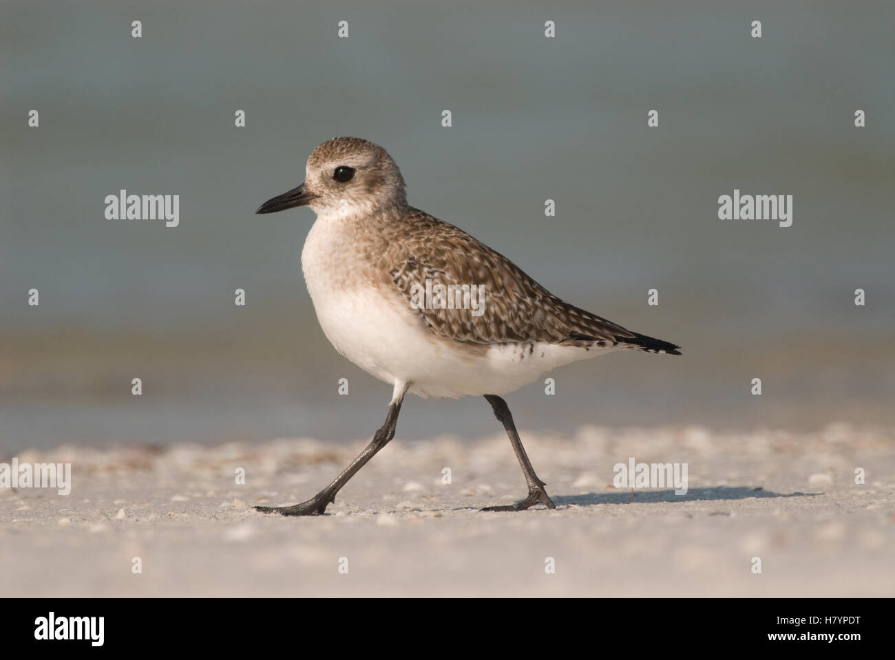 Black-bellied Plover (Pluvialis squatarola) walking, Fort Desoto Park ...