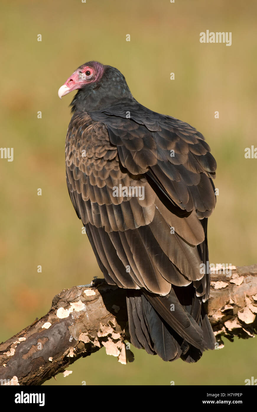 Turkey Vulture (Cathartes aura), Howell Nature Center, Michigan Stock ...