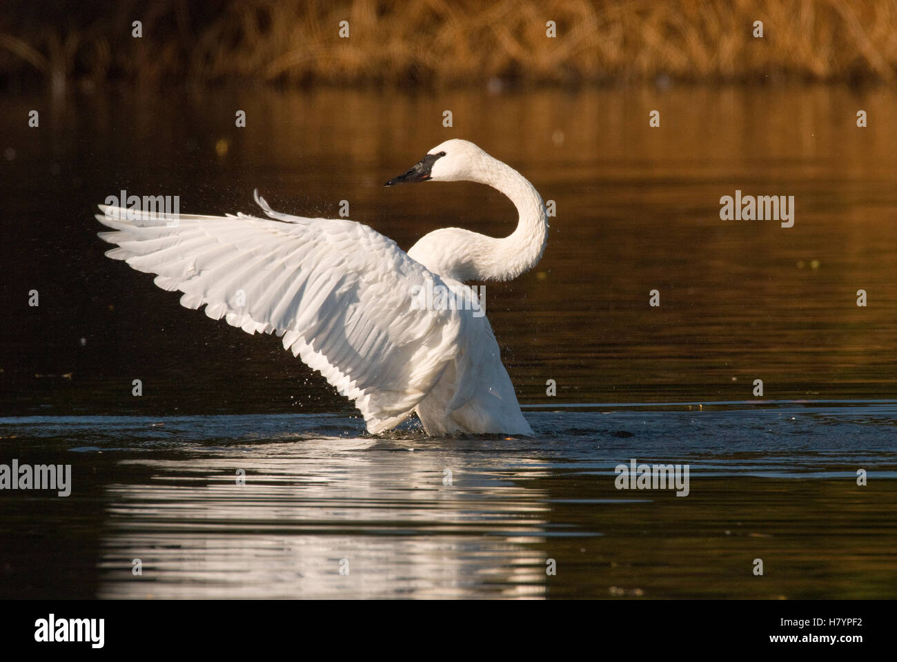 Trumpeter Swan (Cygnus buccinator) stretching wings, Kellogg Bird ...