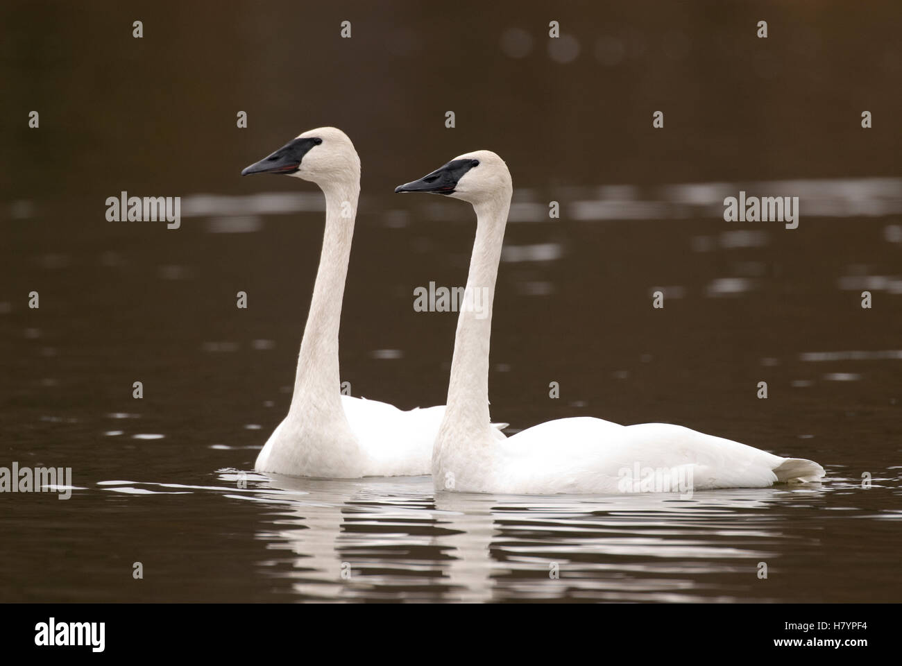 Trumpeter Swan (Cygnus buccinator) pair, Kellogg Bird Sanctuary ...