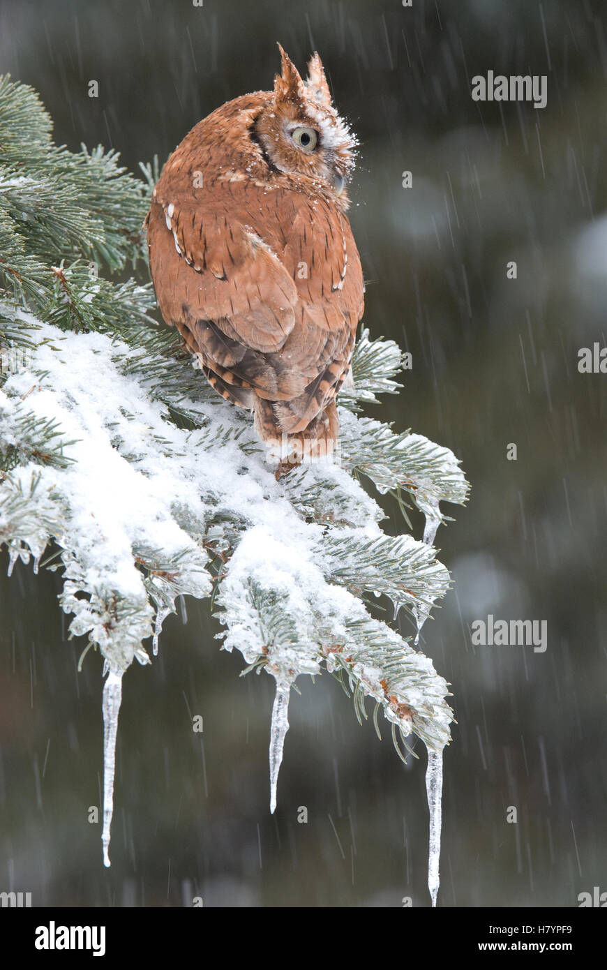 Eastern Screech Owl (Megascops asio) red morph in winter, Howell Nature ...