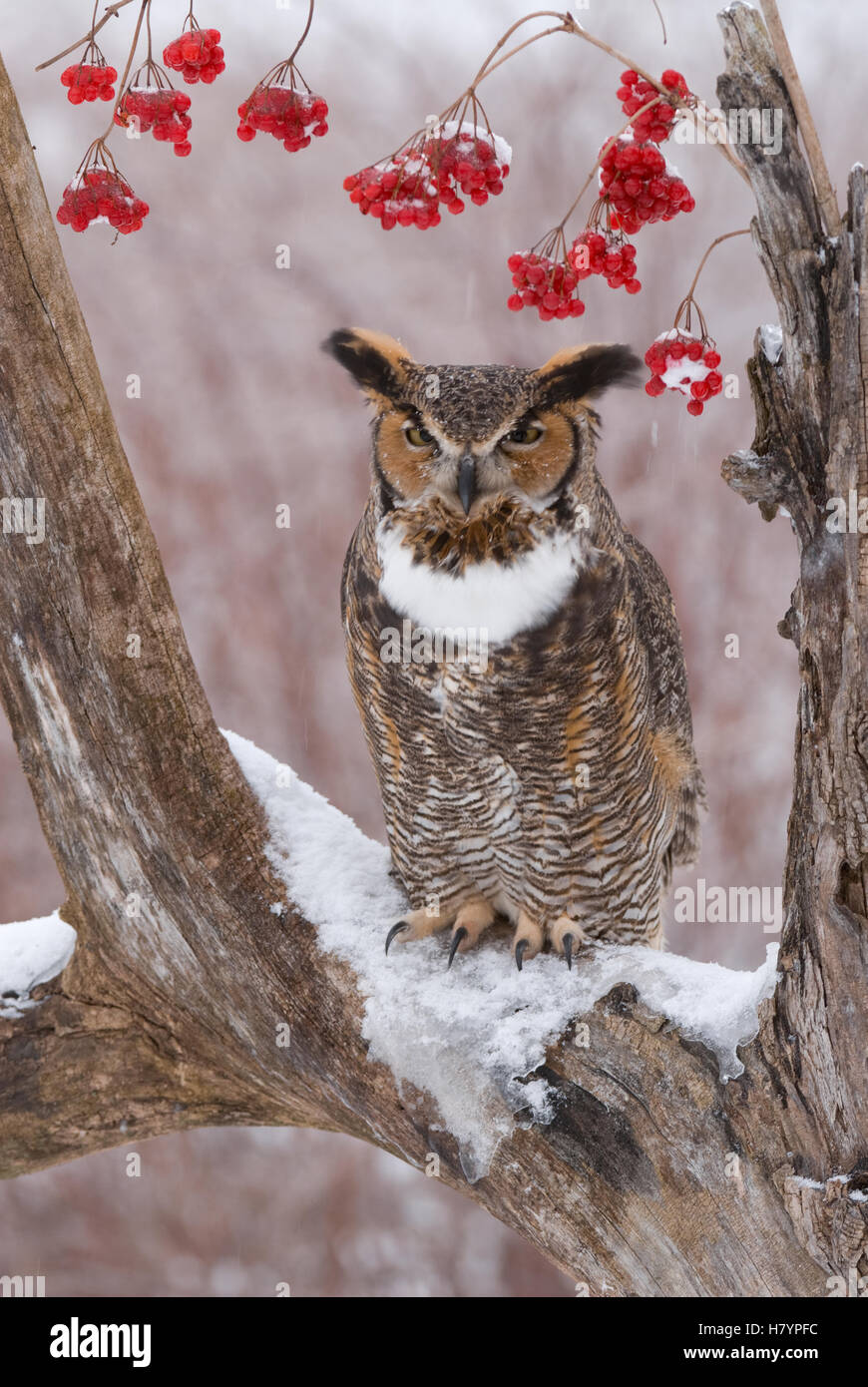 Great Horned Owl (Bubo virginianus) in winter, Howell Nature Center ...